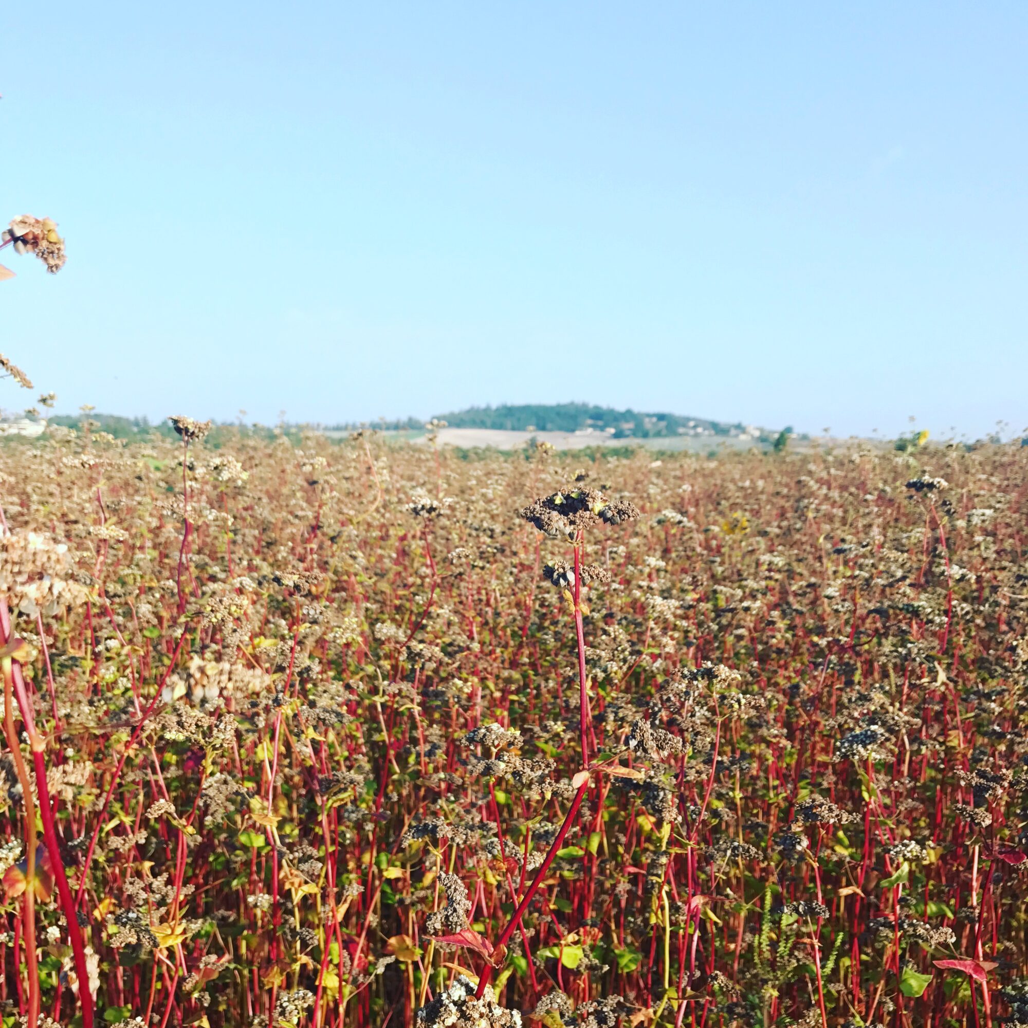 Nos pizzas – La Ferme des Templiers